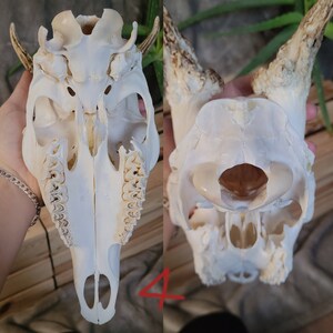 Real FALLOW DEER Skull With Antlers - Authentic Dama Dama Trophy ...
