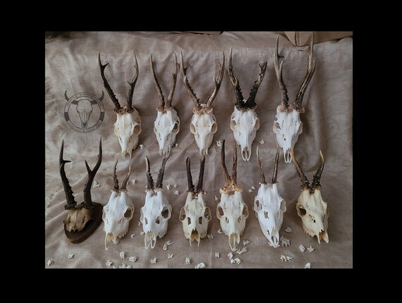 REAL EUROPEAN Skull Plain Deer Skull With Antler Gift Present - Etsy