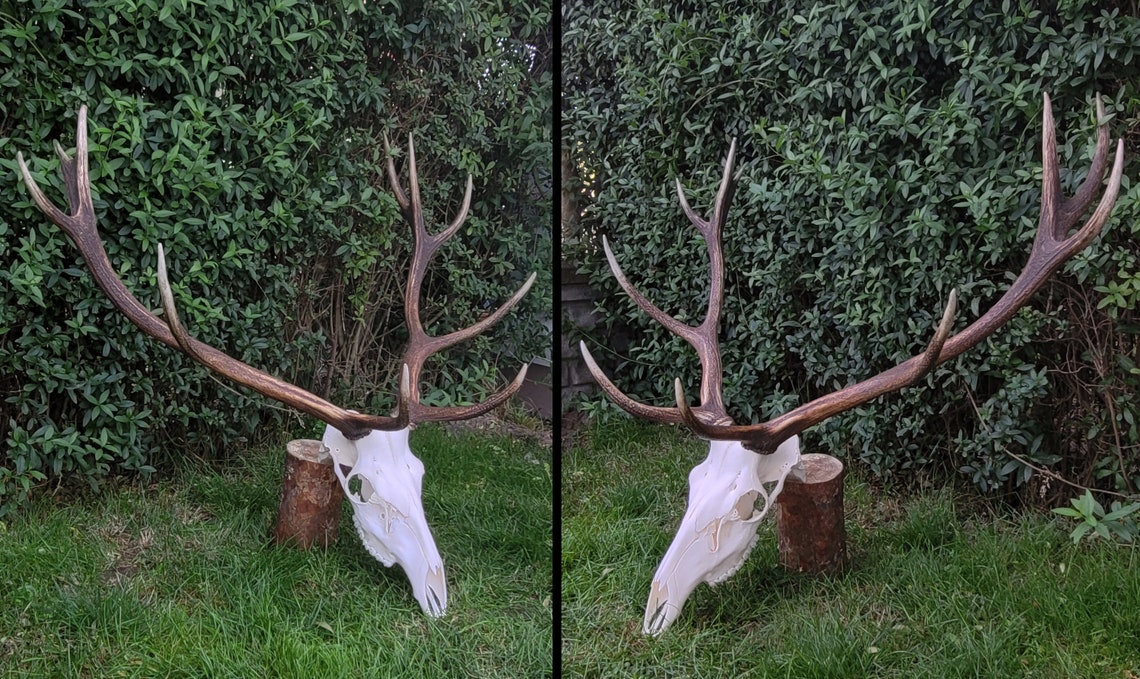 Deer ANTLERS SET With REAL Deer Skull Pair of Red Deer - Etsy