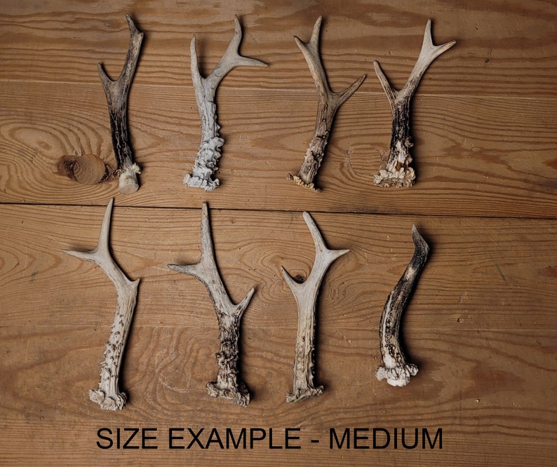 Single Roe Deer Shed Antler for Craft Supply, Rustic & Primitive Decor ...