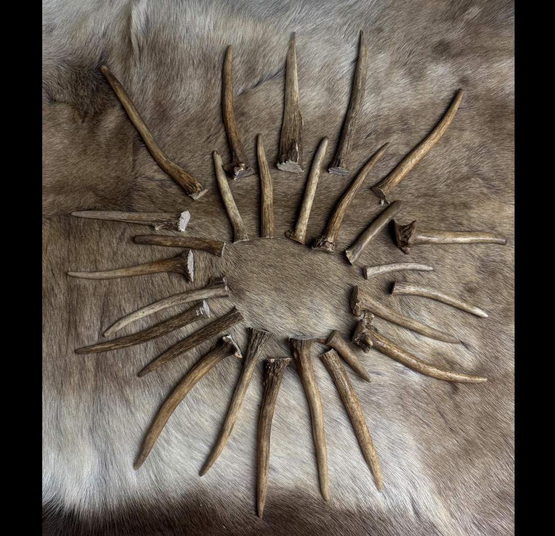 Real Fallow Deer Antler Points & Tips for Crafting | Perfect for ...