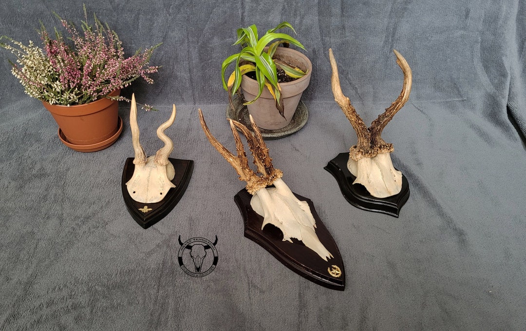 Real ROE DEER Trophy Roe Deer Skull and Antlers, Wall Hanger, Skull ...