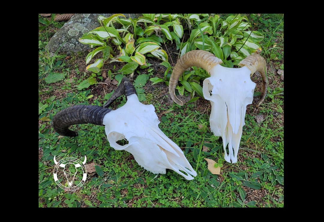 Real RAM Skulls - White Skulls for the Altar | Bone Decoration ...
