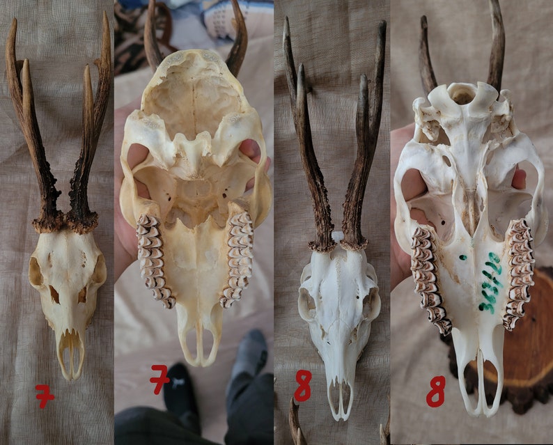 REAL EUROPEAN Skull Plain Deer Skull With Antler Gift Present - Etsy