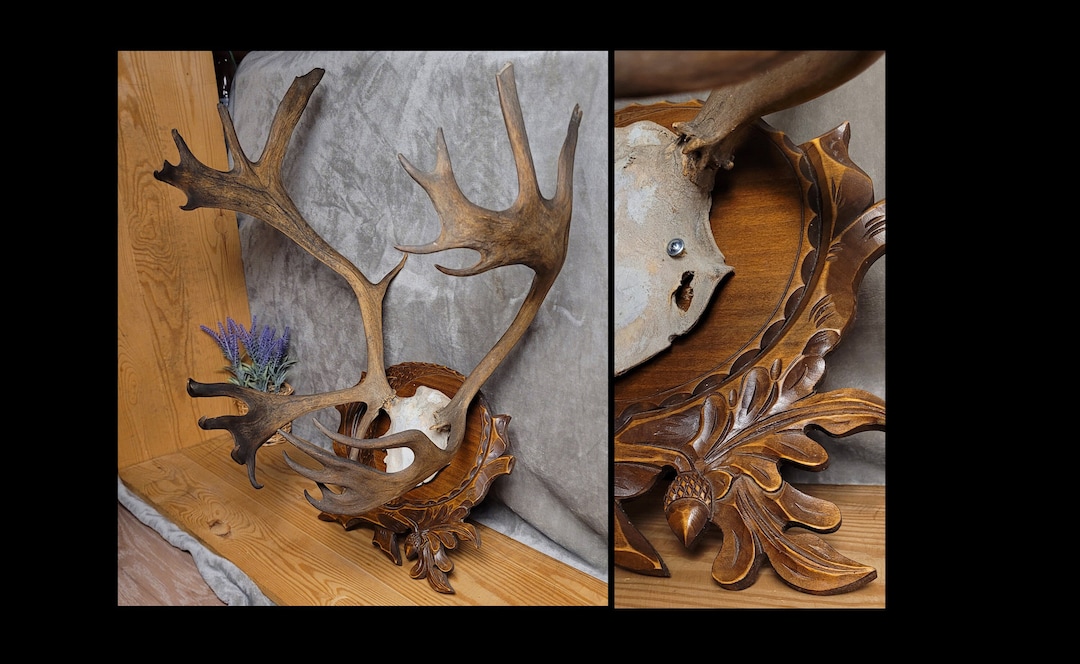 RARE Real CARIBOU Antlers REINDEER Pair of Antlers Mounted on Board ...
