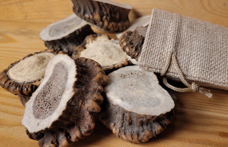 Red Deer Antler Burr Rosette for Jewelry Making, Cleaned Natural Base ...