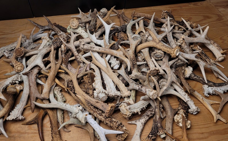 Single Roe Deer Shed Antler for Craft Supply, Rustic & Primitive Decor ...