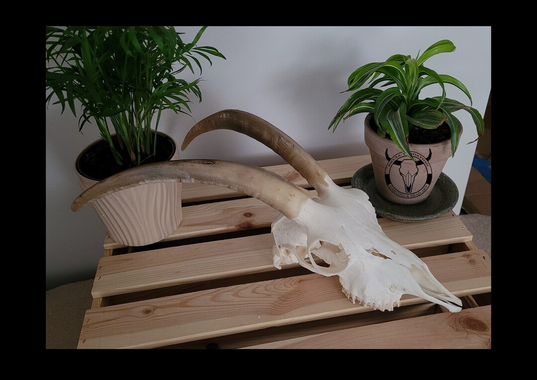Real DOMESTIC GOAT Skull - Skull From a Goat Farm | Long Goat Horns ...