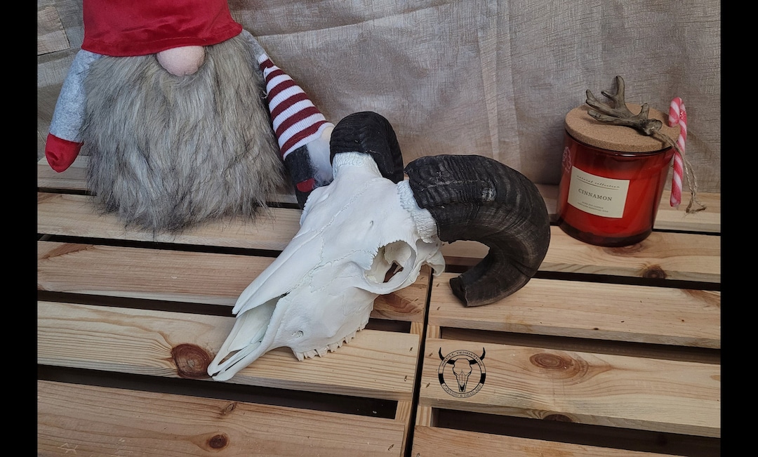Real Ovis Aries Ram Skull With Horns - Real Domestic Sheep Skull ...