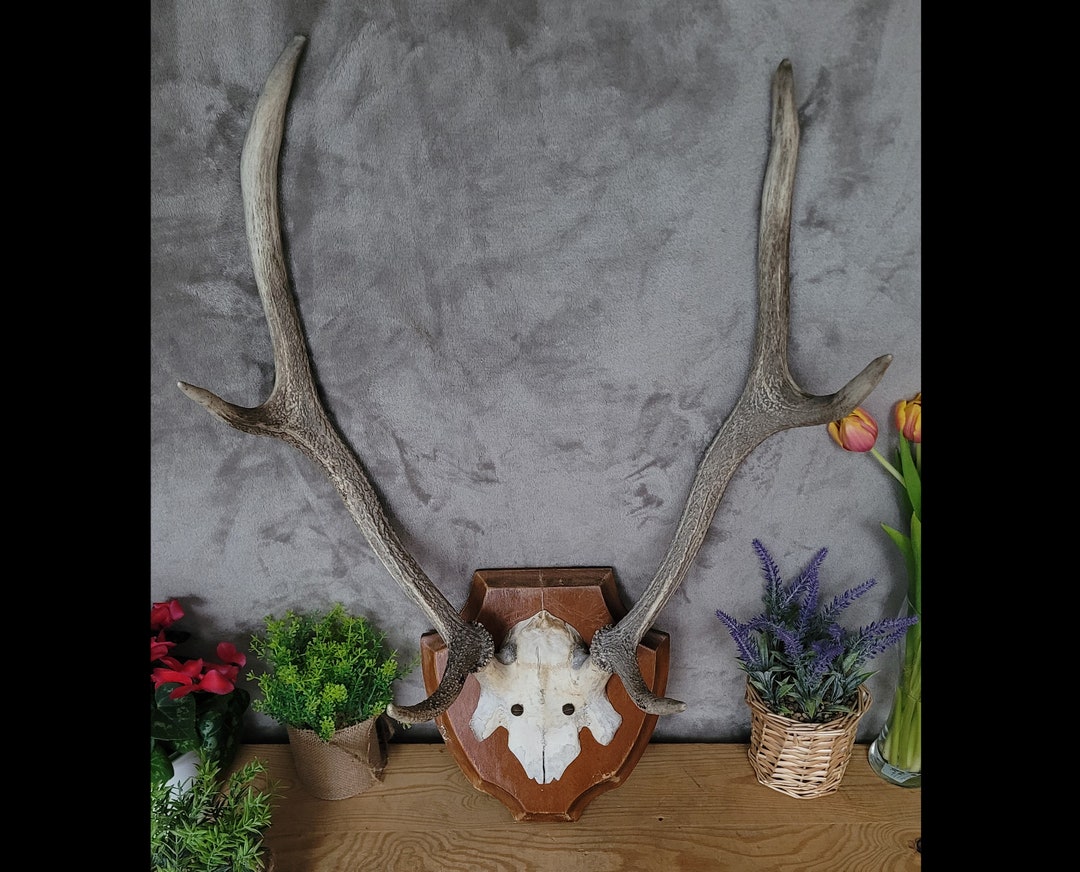 Authentic Vintage RED DEER Antlers Mounted - Unique Taxidermy Decor for ...