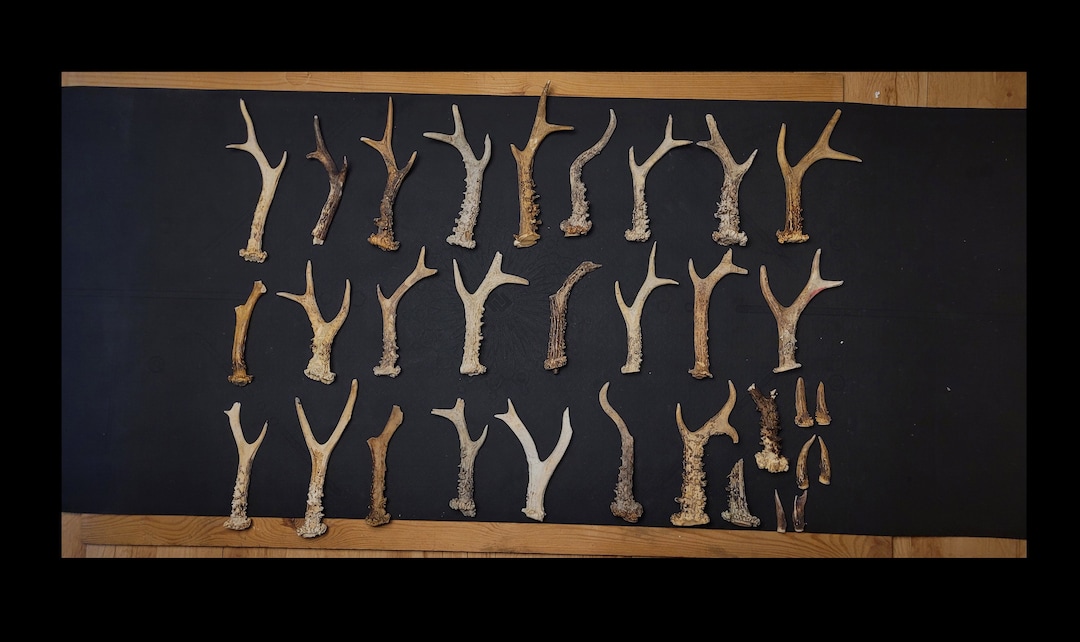 European Roe Deer SINGLE Antler Real Natural Antler Single Shed Antler ...