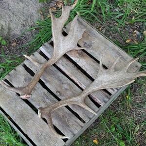 Real Fallow Deer Antlers Naturally Shed & Responsibly Sourced for ...