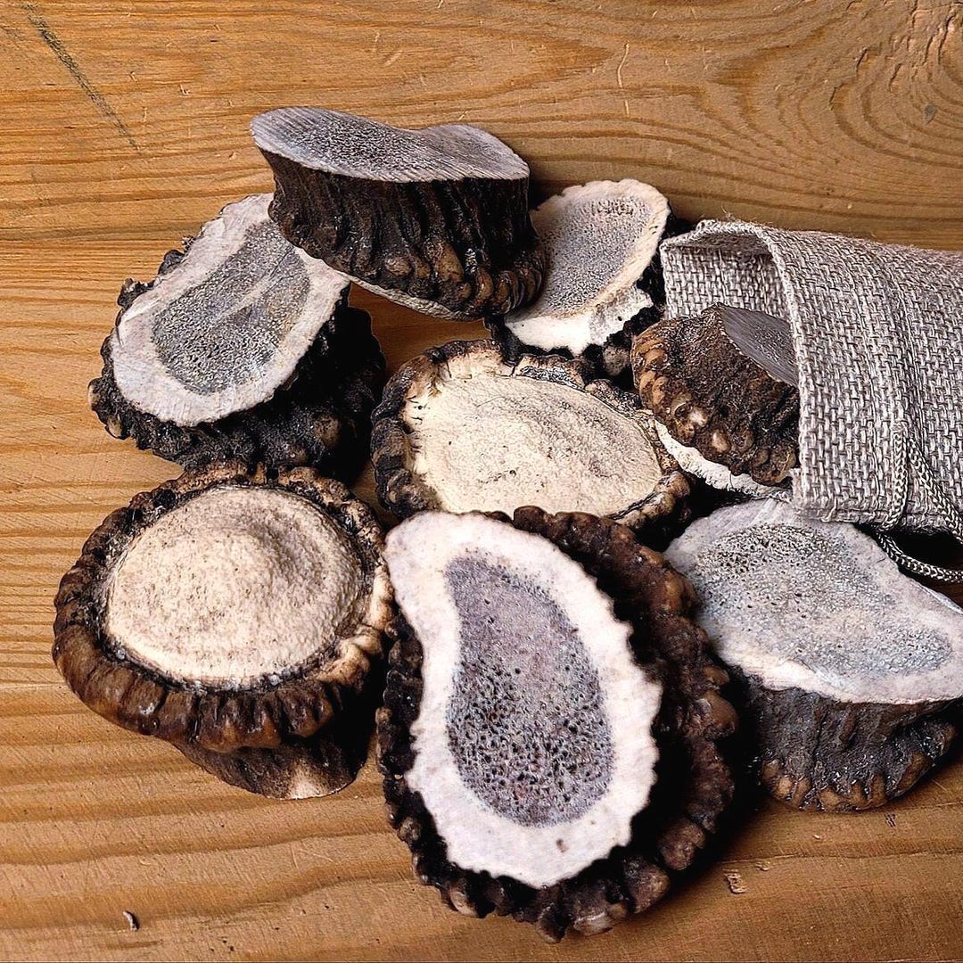 Red Deer Antler Burr Rosette for Jewelry Making, Cleaned Natural Base ...