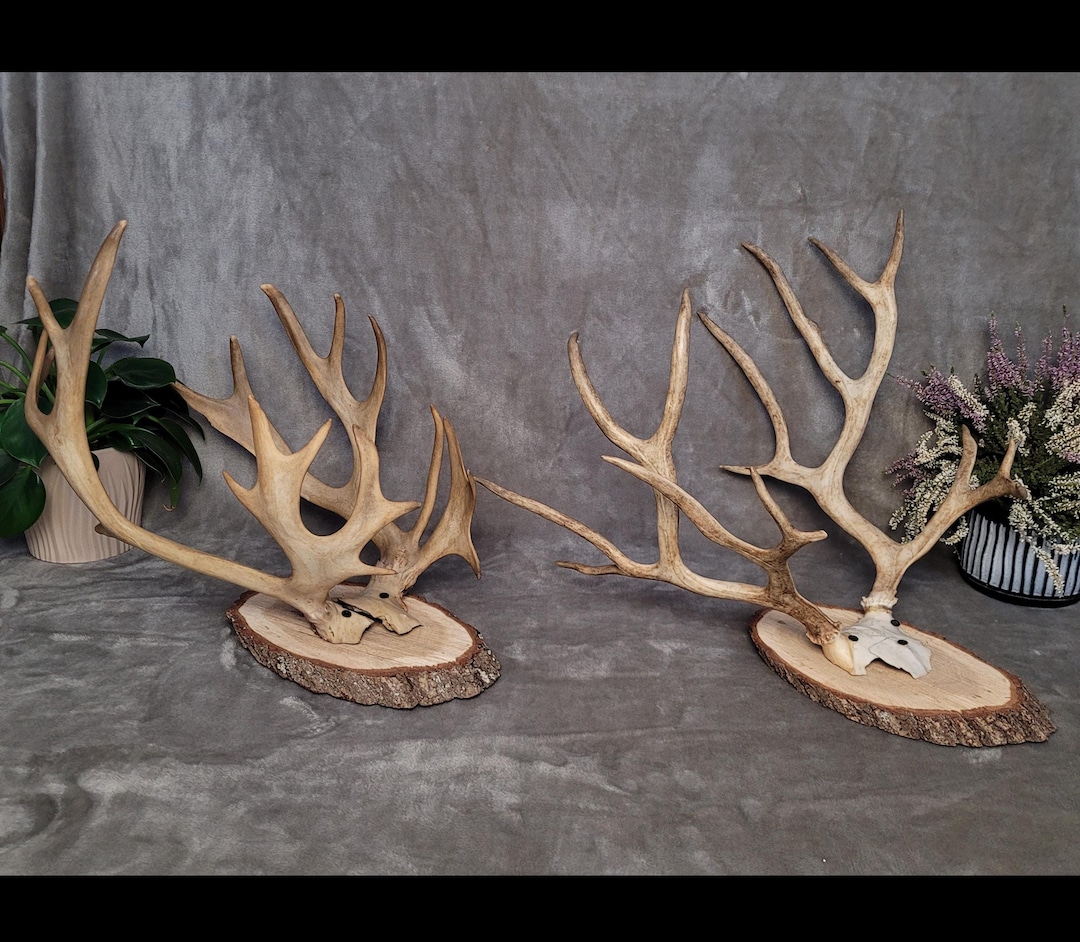 RARE Real CARIBOU Antlers (REINDEER) - Pair of Antlers Mounted on Board ...