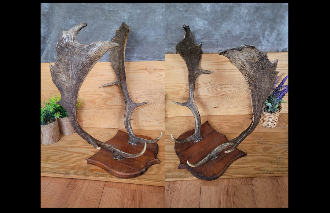 Naturally Sourced Fallow Deer Antlers - Perfect for Crafts & Decor ...