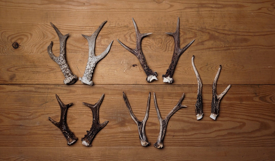 HUGE Unique Rare Roe Deer Antler SET Real Natural Antler PAIR Shed ...