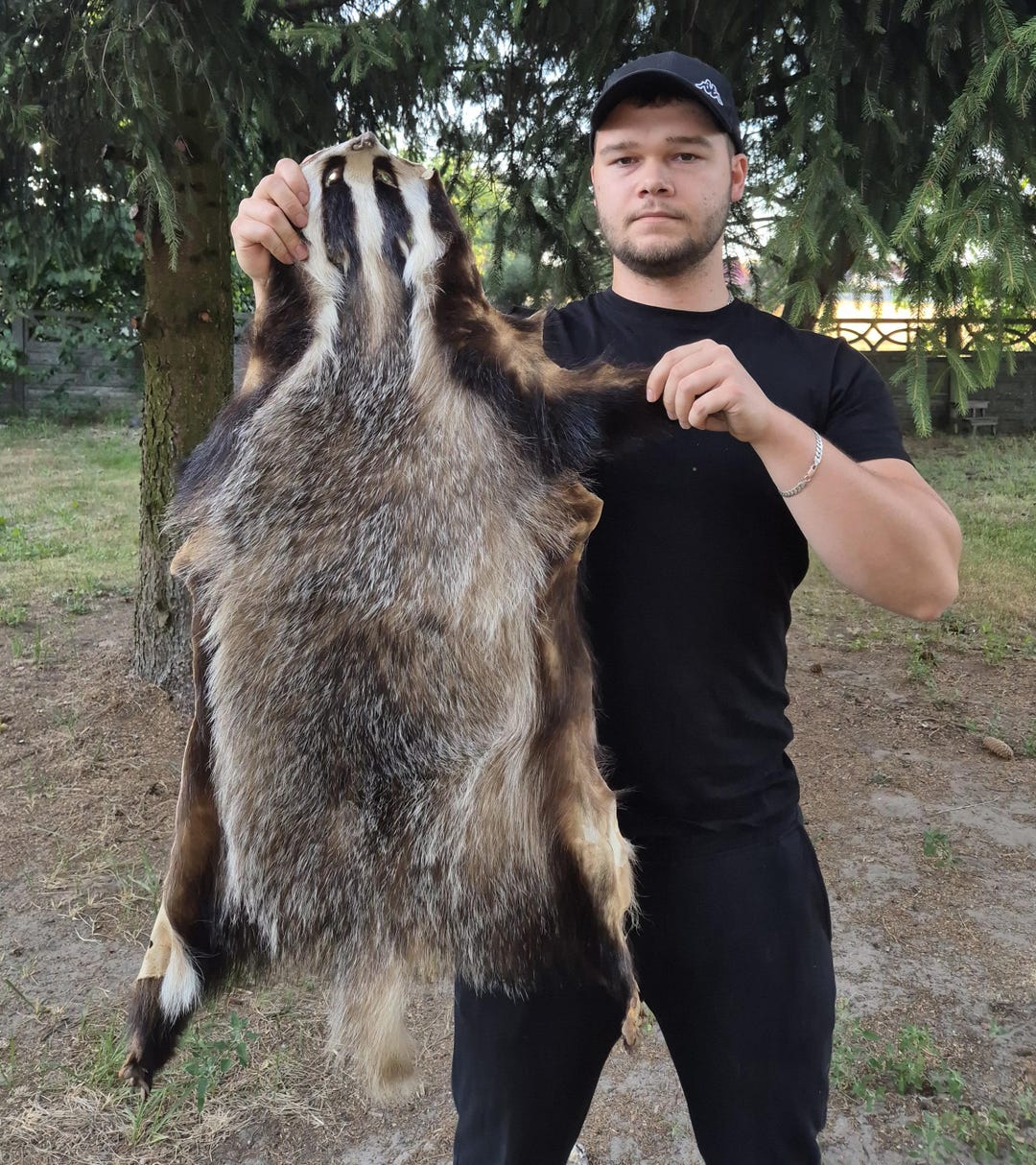 Real Wild Badger Skin Hide Rug | Genuine Taxidermy Fur | Rustic Cabin ...