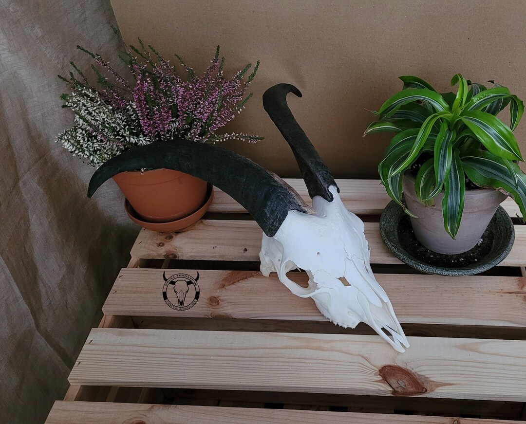 REAL Domestic GOAT Skull - Bovine Skull, Skull for Wall, Gift for Skull ...
