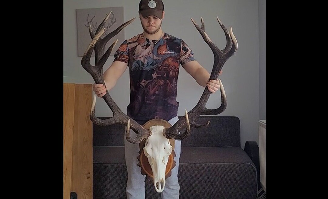 MEDAL Record Real RED DEER Skull Trophy Wall Mounted Deer Trophy ...