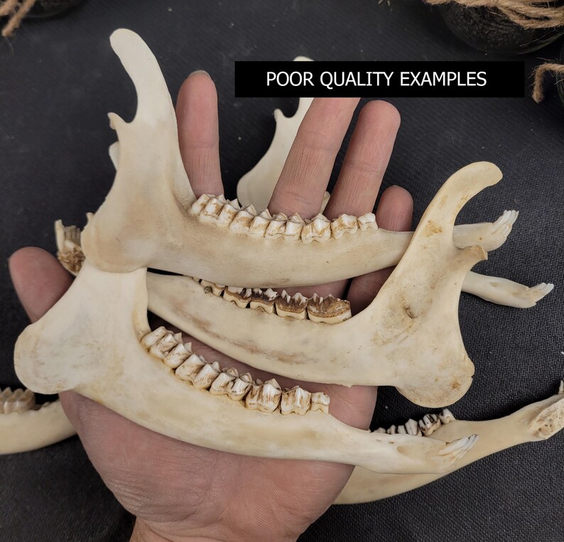 Roe Deer Lower Jaw Half With Teeth - White Bone Rustic Decor - Etsy UK