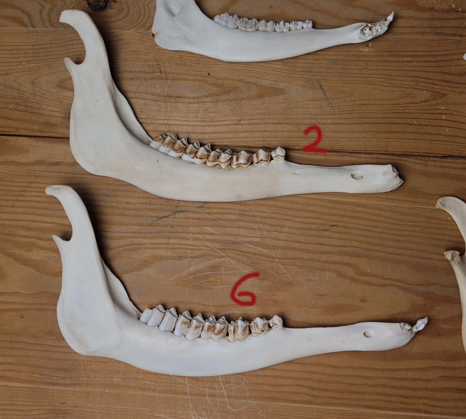 Real RED DEER Lower JAWS Perfect White Deer Jaws Lower Jaw for ...