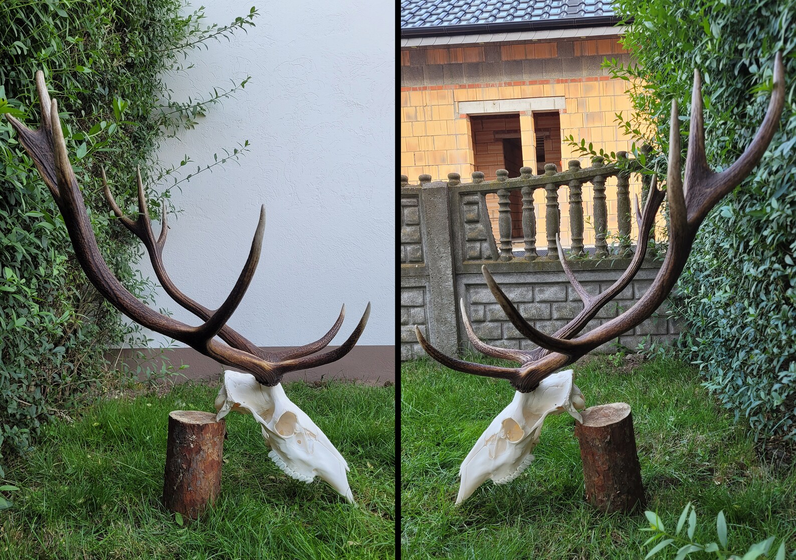 Deer ANTLERS SET With REAL Deer Skull Pair of Red Deer - Etsy