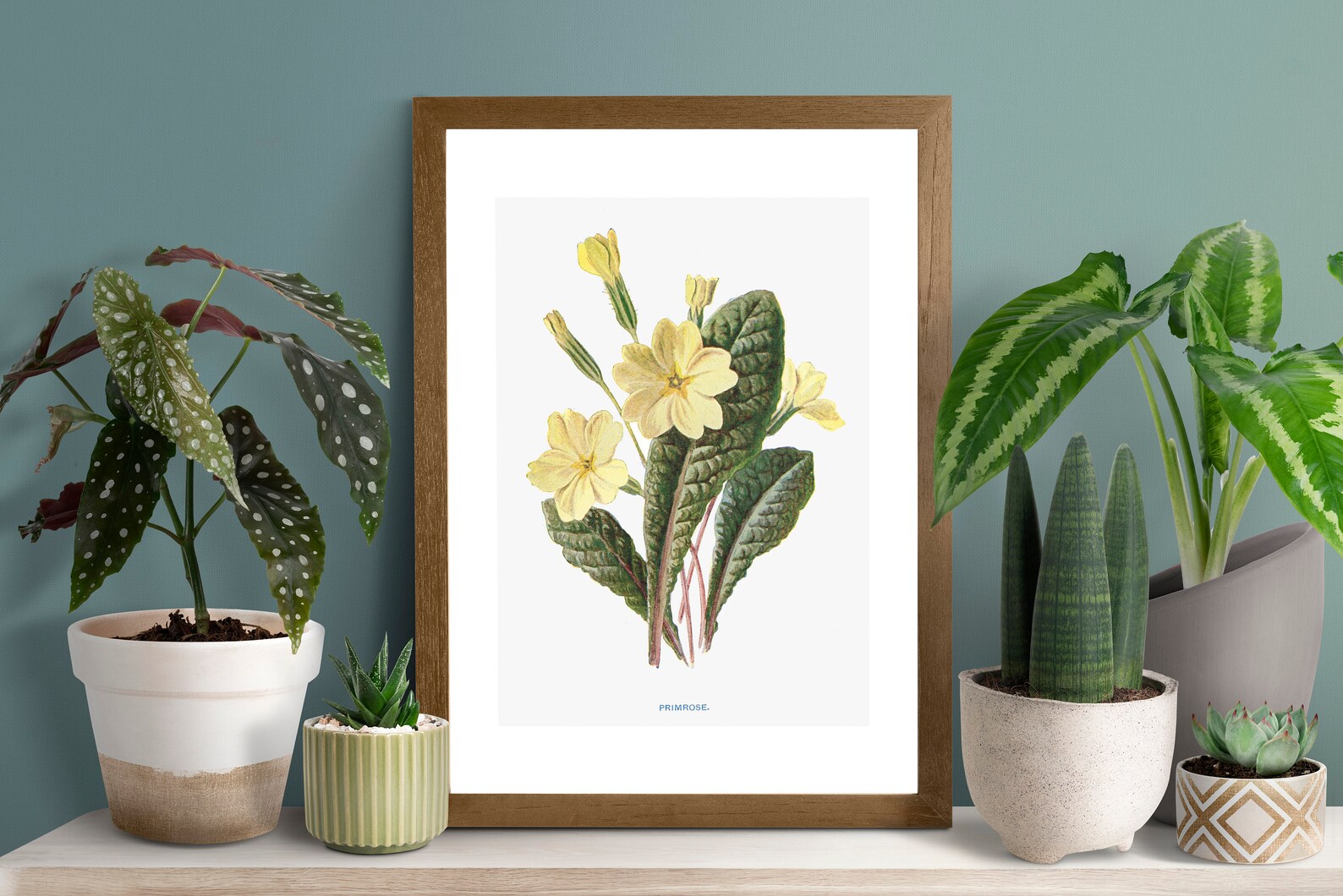 Primrose Vintage A4 Botanical Print From Familiar Wild Flowers Antique ...