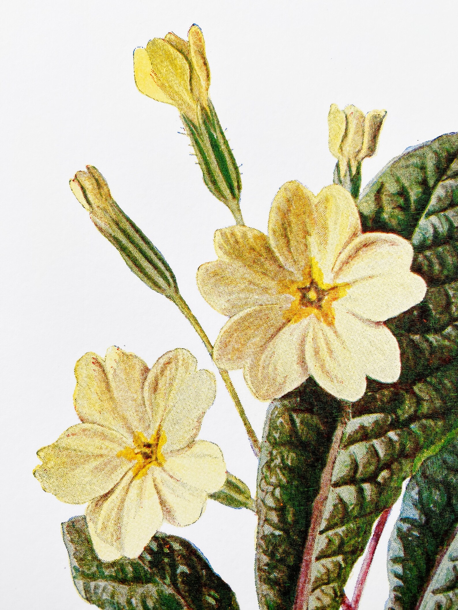 Primrose Vintage A4 Botanical Print From Familiar Wild Flowers Antique ...