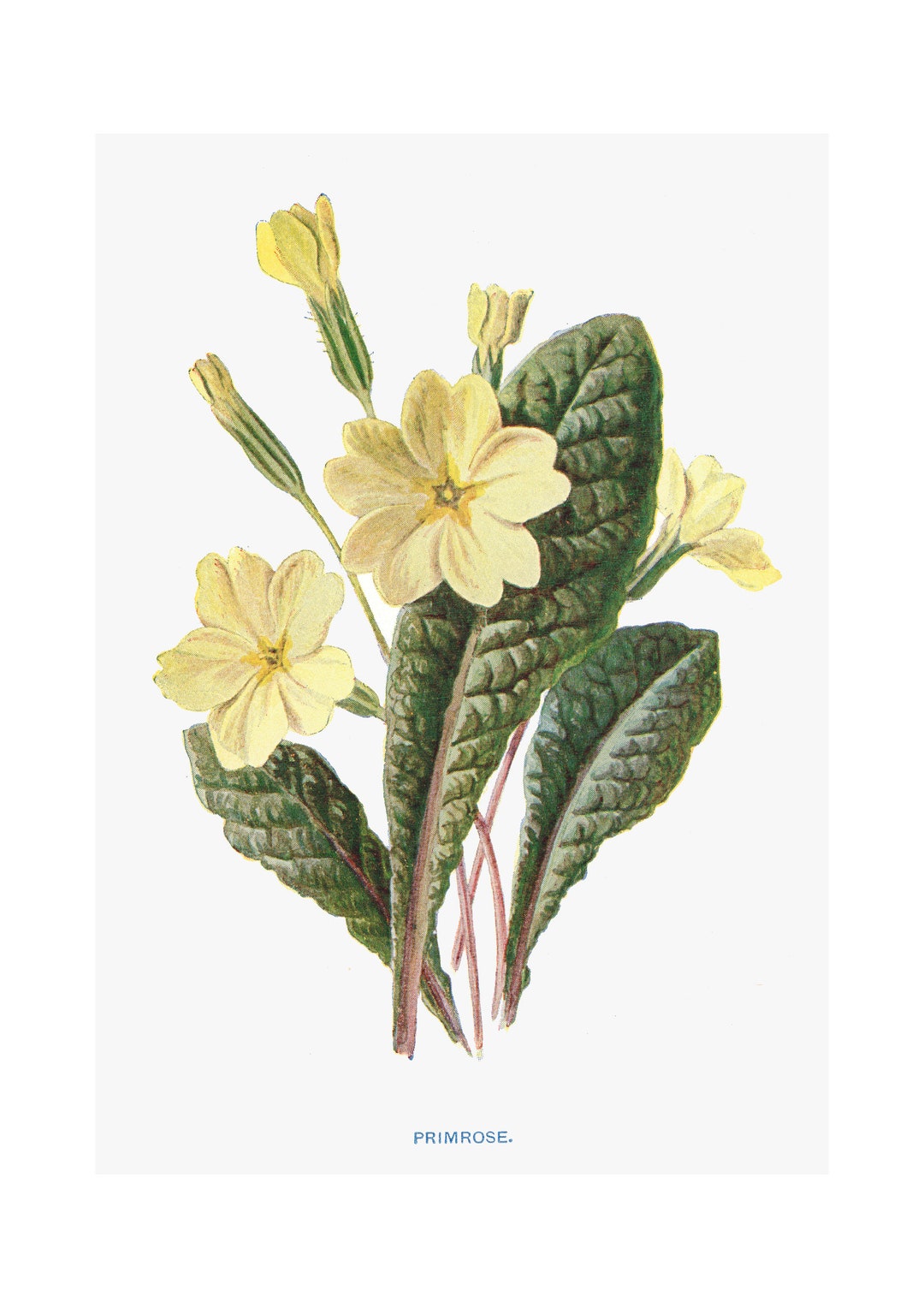 Primrose Vintage A4 Botanical Print From Familiar Wild Flowers Antique ...