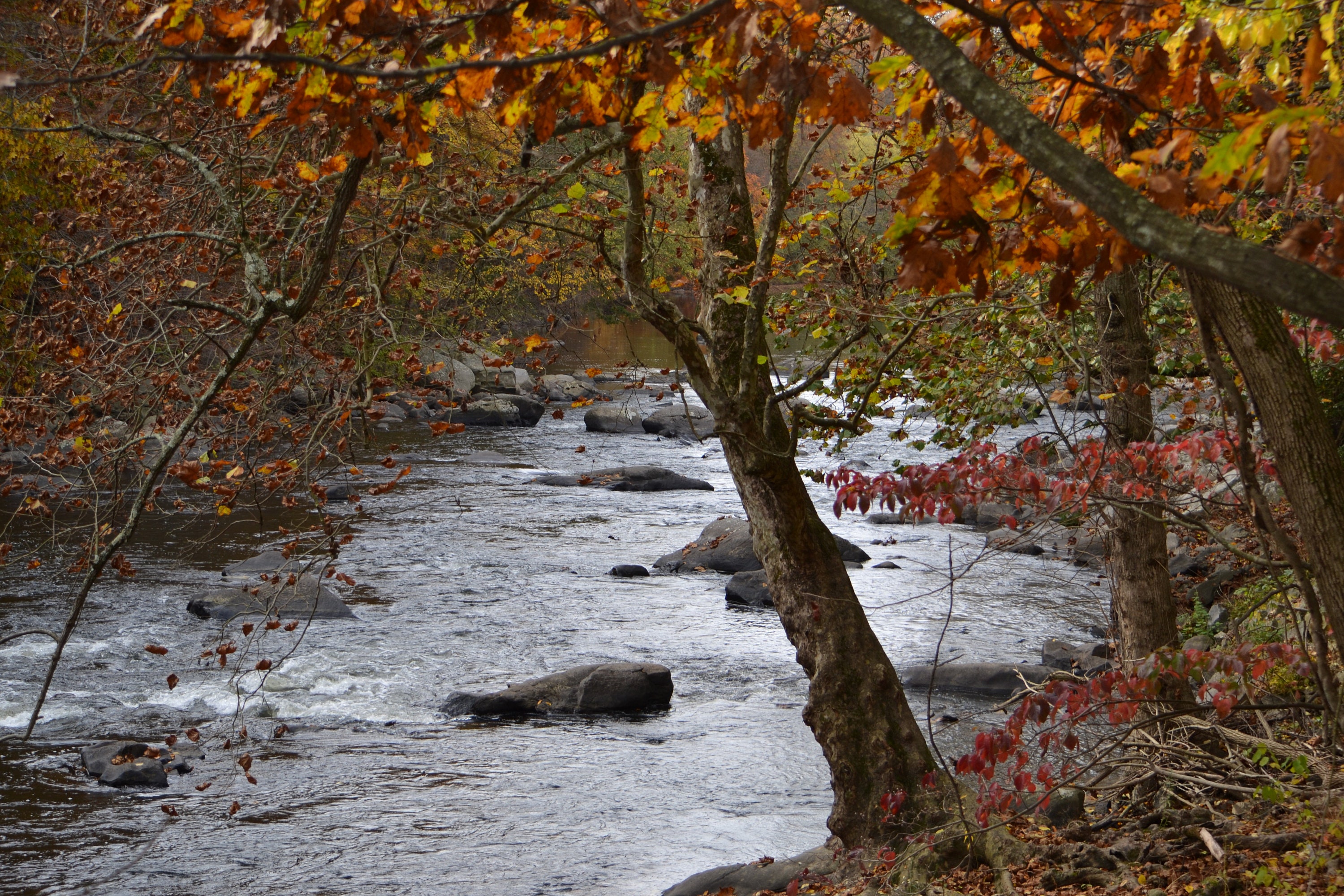 Autumn Trees Leaves Brandywine River Delaware - Etsy