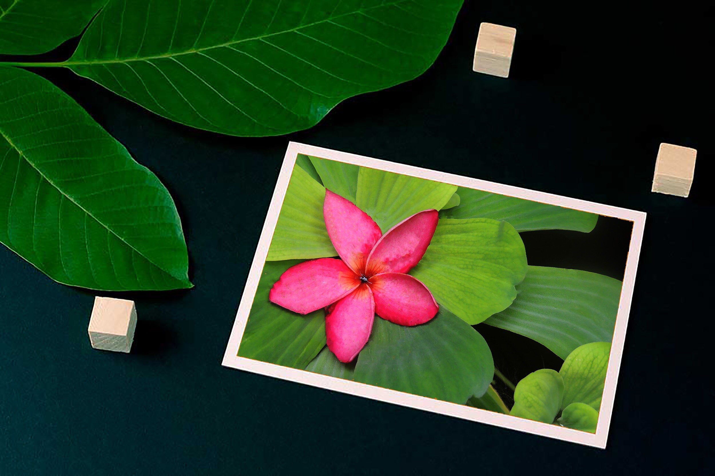 Digital Download, Pink Frangipani Wall Poster, Pink Green Poster ...