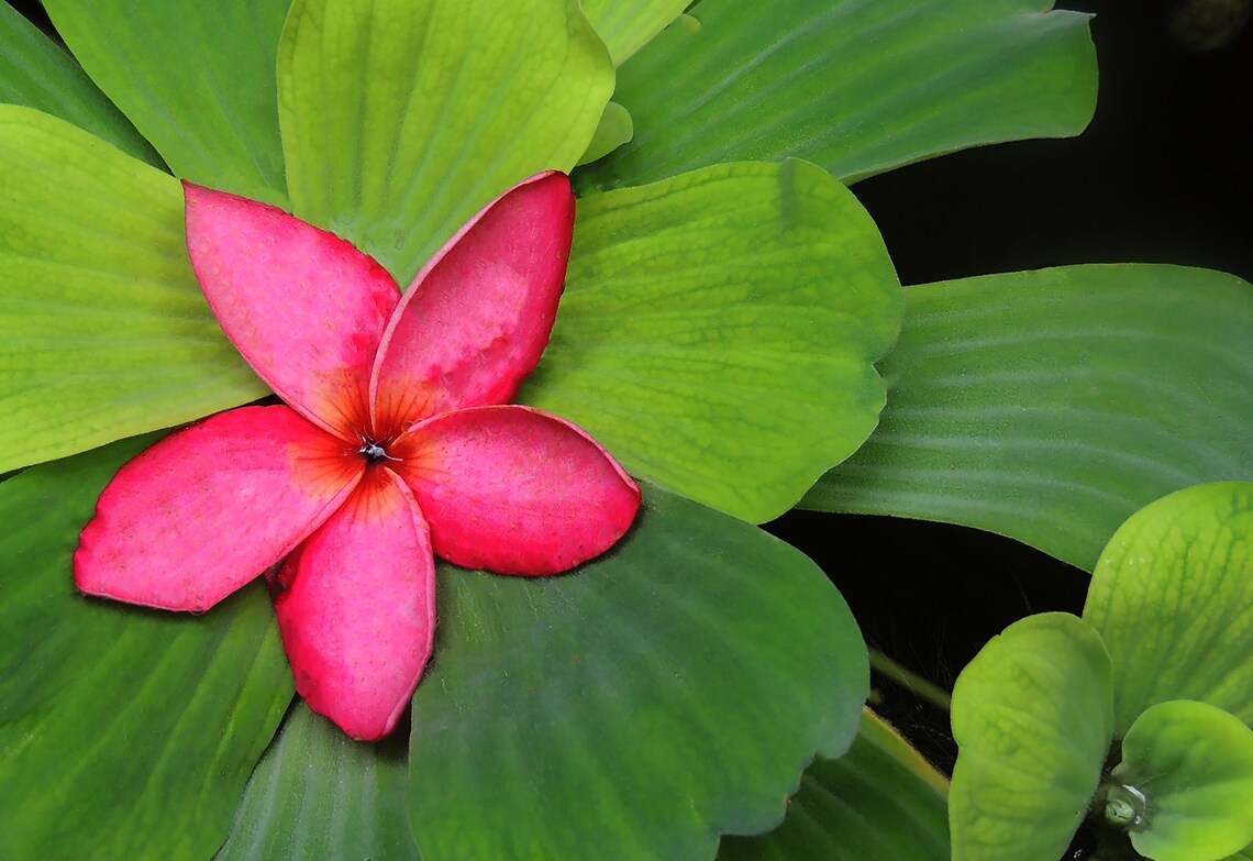 Digital Download, Pink Frangipani Wall Poster, Pink Green Poster ...