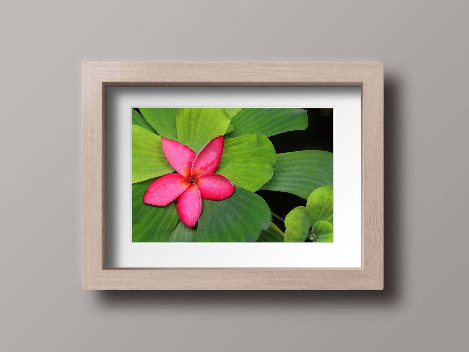 Digital Download, Pink Frangipani Wall Poster, Pink Green Poster ...