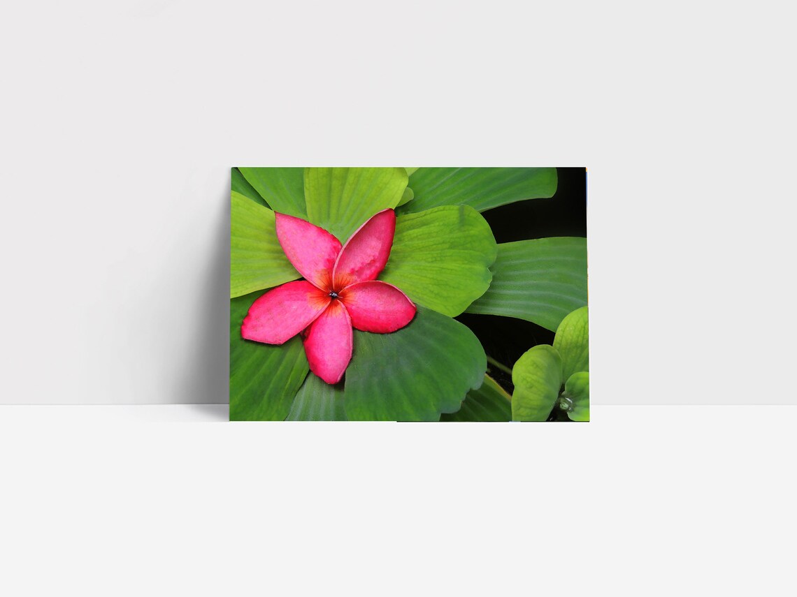Digital Download, Pink Frangipani Wall Poster, Pink Green Poster ...