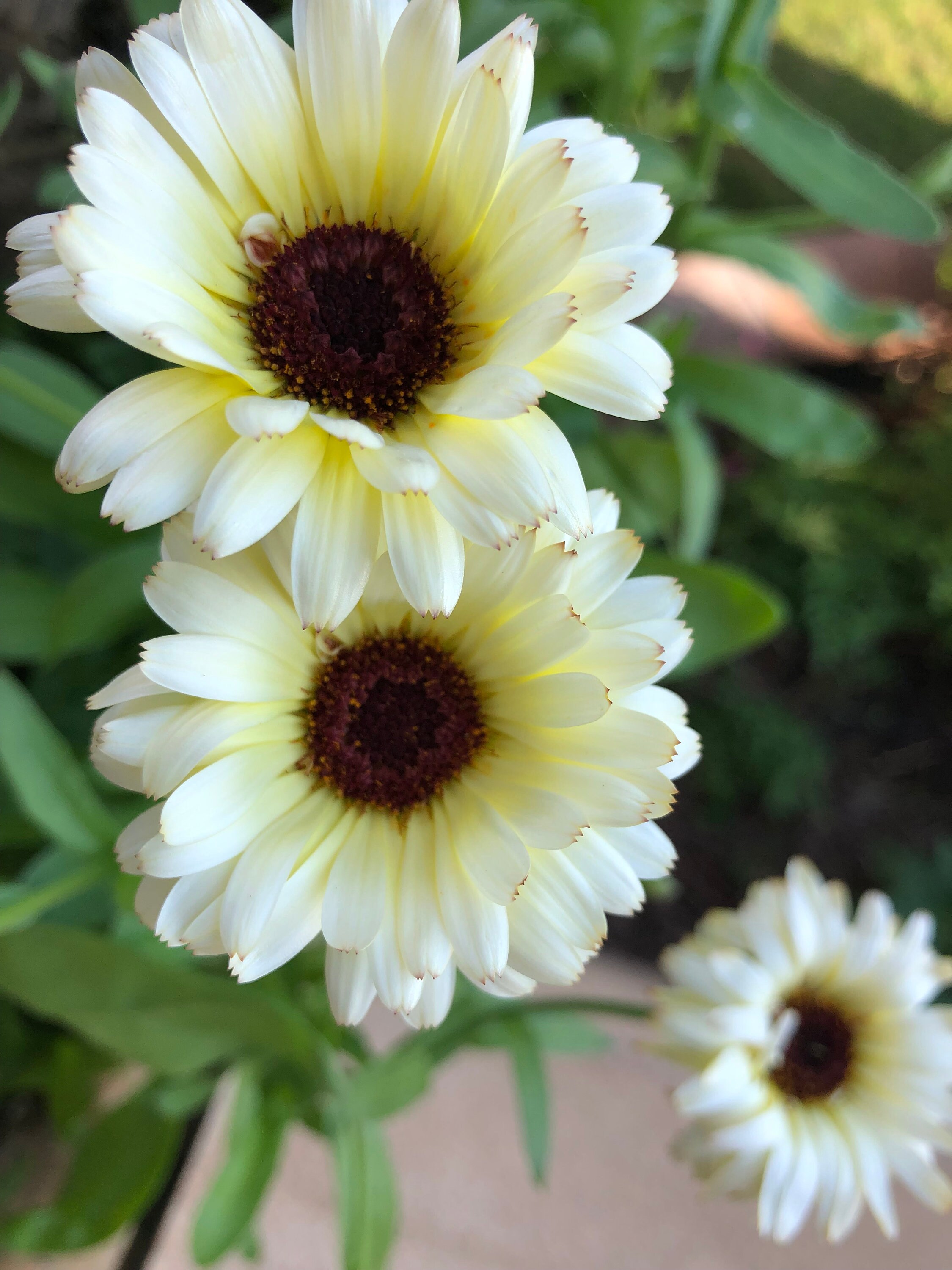 30 Snow Princess Calendula Flower Seed Fresh Easy to Grow Use for Skin ...