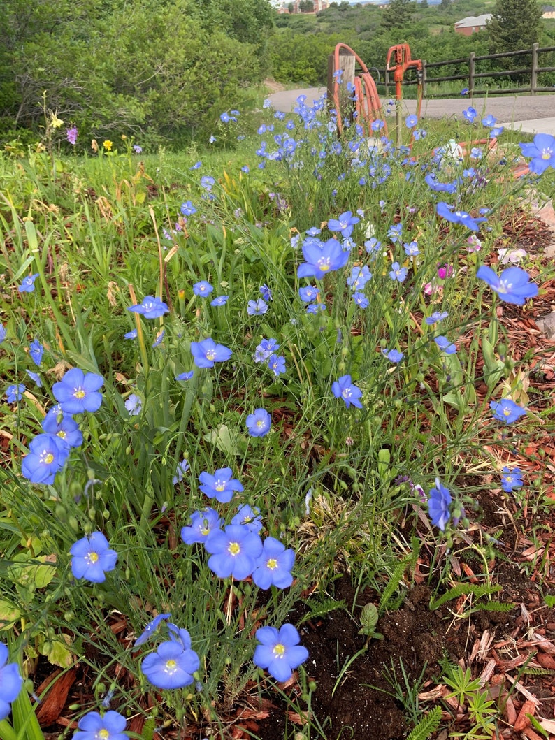 Blue Flax Flower Seed Perennial 50 Seed Spring Flowers Plant in Fall - Etsy