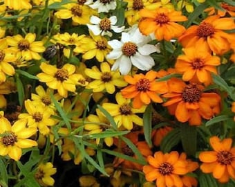 Compact Zinnia Haageana Aztec Sunset Flower Seeds 100 Seeds - Etsy