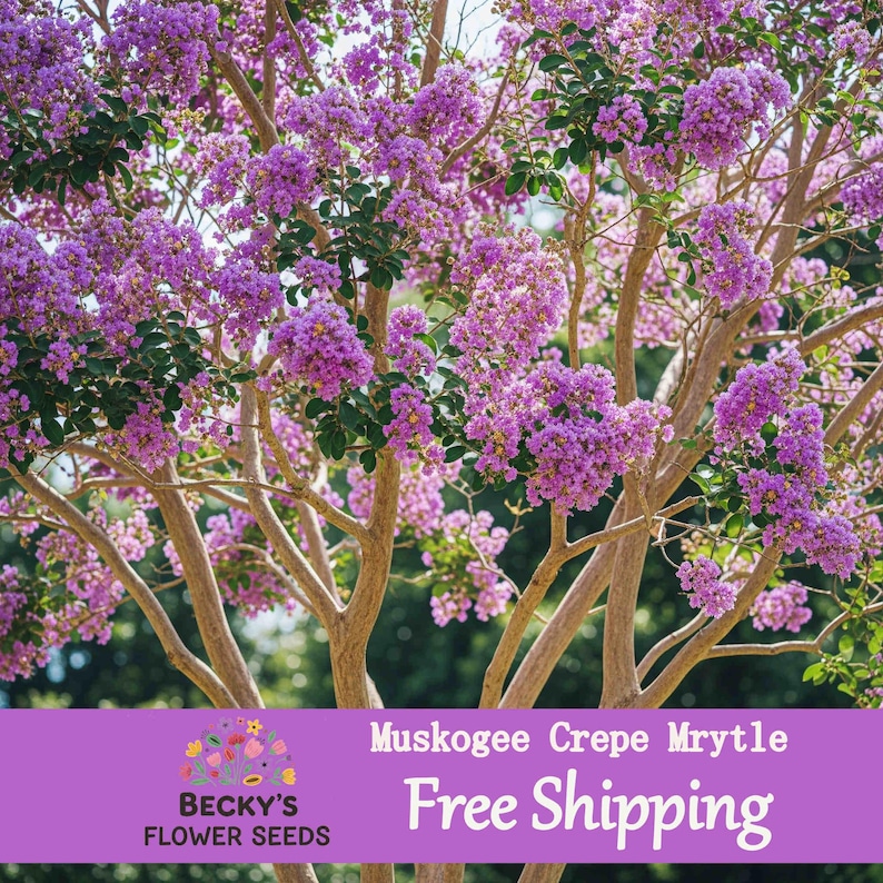 50+ Crepe Mrytle Muskogee Lavender Tree Seeds Crape Mertle - Etsy