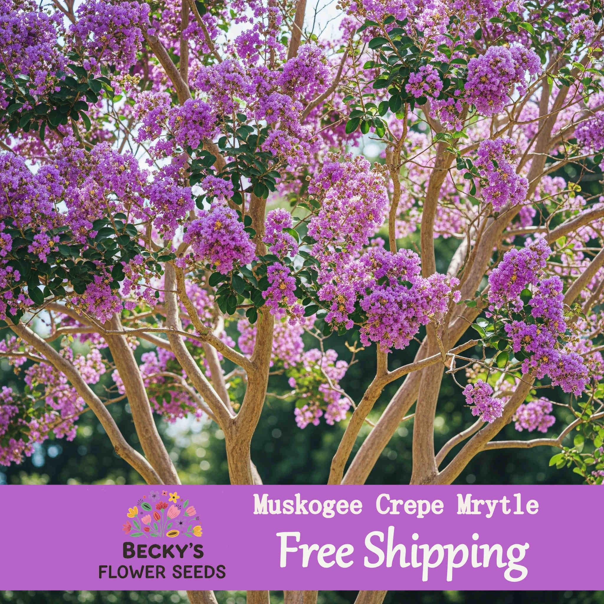 50+ Crepe Mrytle Muskogee Lavender Tree Seeds Crape Mertle - Etsy