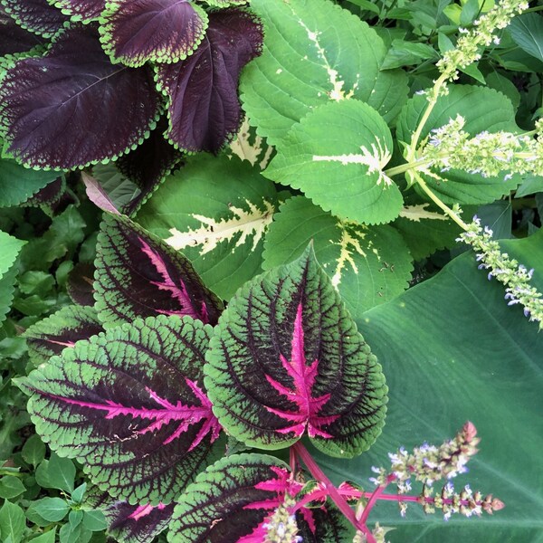 Coleus Seeds - Etsy