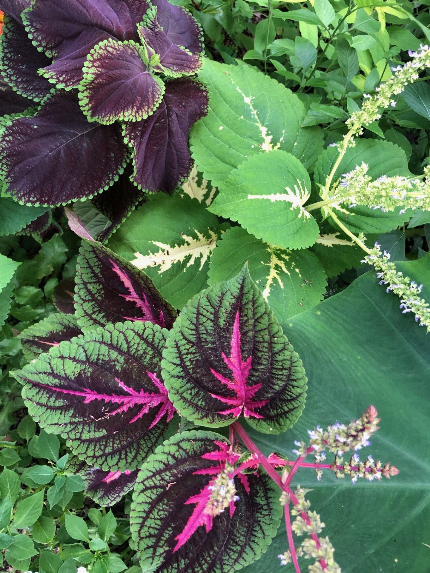 Rainbow Coleus Seeds: Bumble Bee Pollinator Mix (50+ Seeds) - Etsy