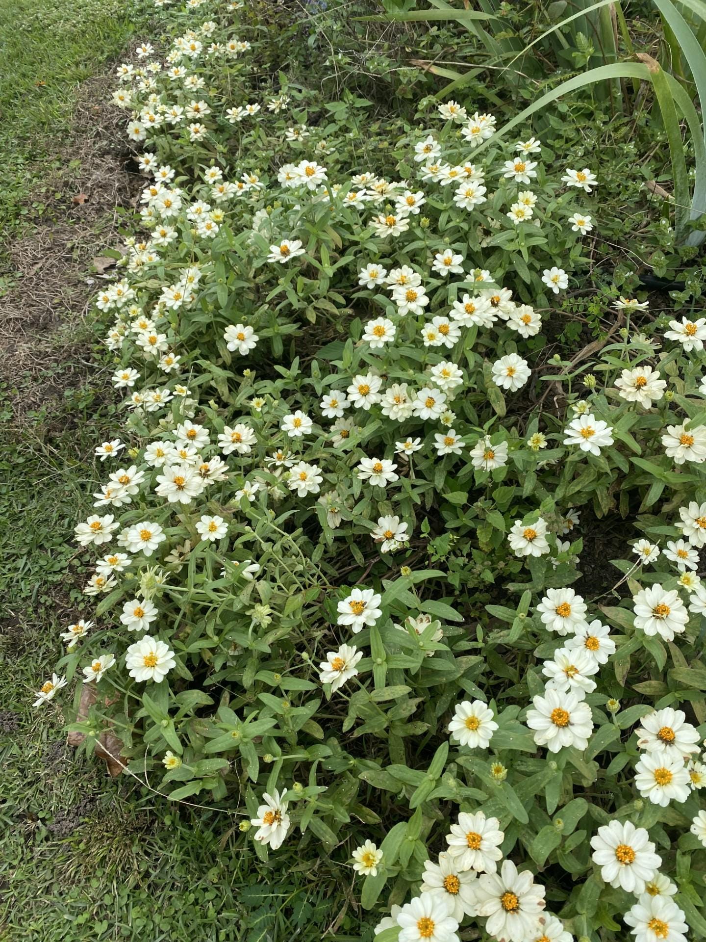 30 Zinnia Dwarf White Flower Seed Zinnia Marylandica Clump Forming - Etsy