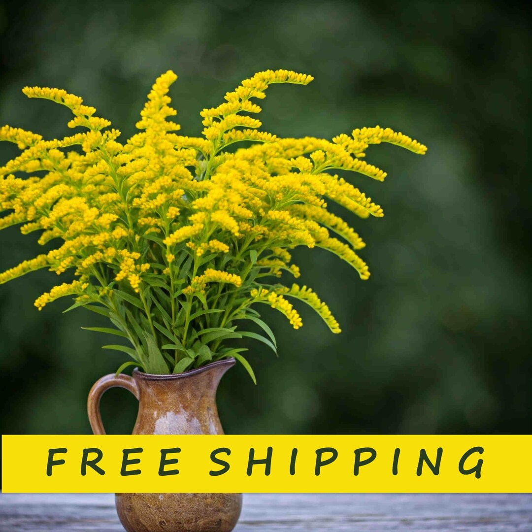 Golden Rod Flower Seed for Arrangements and Gardens 100 Seeds - Etsy