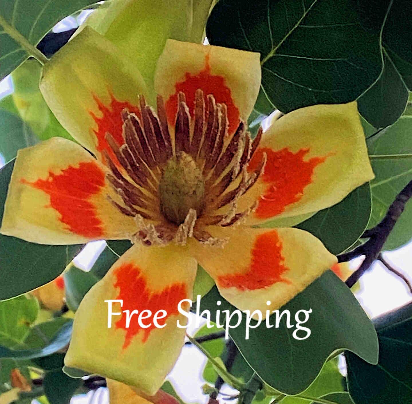 Tulip Poplar Tree Seeds 15 Seeds Black Swallowtail Butterfly Host ...