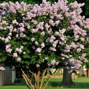 50+ Crepe Mrytle Tree Seeds Mixed Color White, Pink, Lilac Crape Mertle ...