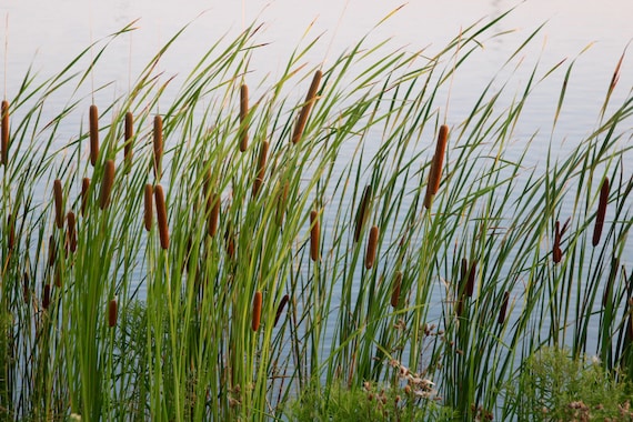 Bull Rush Cattails Pond Plants Typha Latifolia 100 SEEDS USA - Etsy