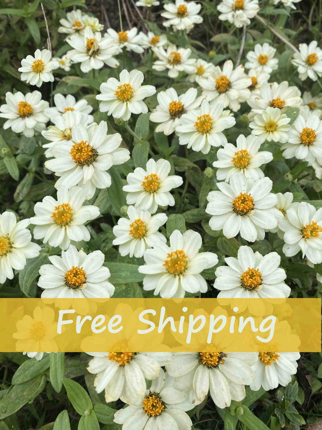 30 Zinnia Dwarf White Flower Seed Zinnia Marylandica Clump Forming - Etsy