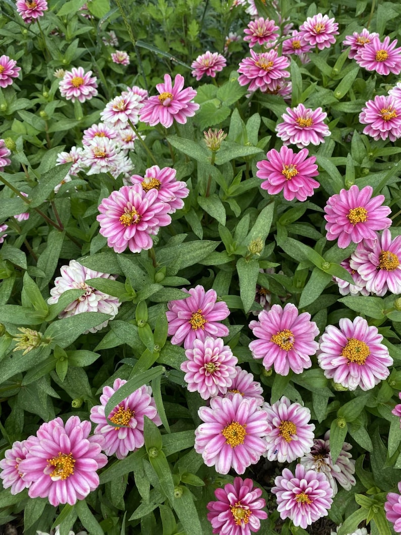 30 Zinnia Marylandica Dwarf Cherry Raspberry Red White Flower Seed ...