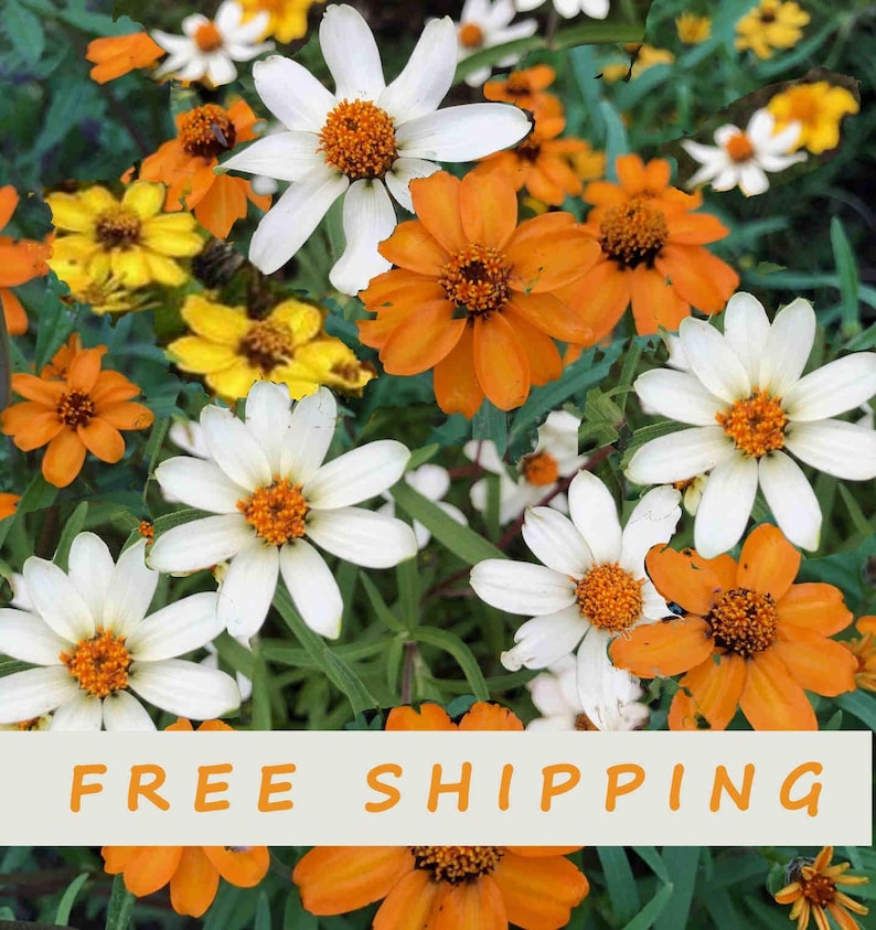 Dwarf Zinnia Starry Night Mix Seeds: Miniature Yellow, Orange, and ...