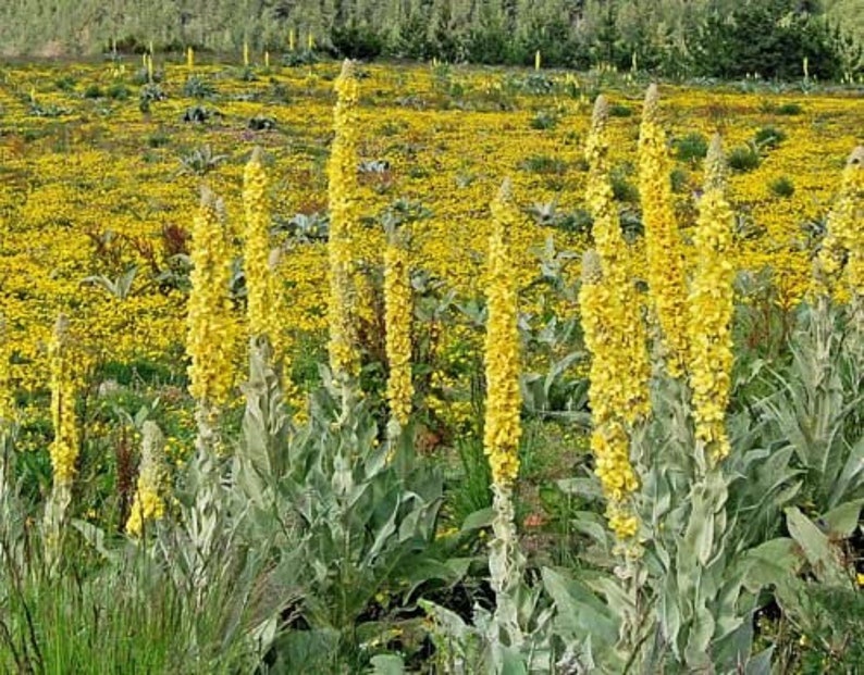 Mullein Seeds: Verbascum, Yellow Flower, Fuzzy Leaf - 100 Seeds - Etsy